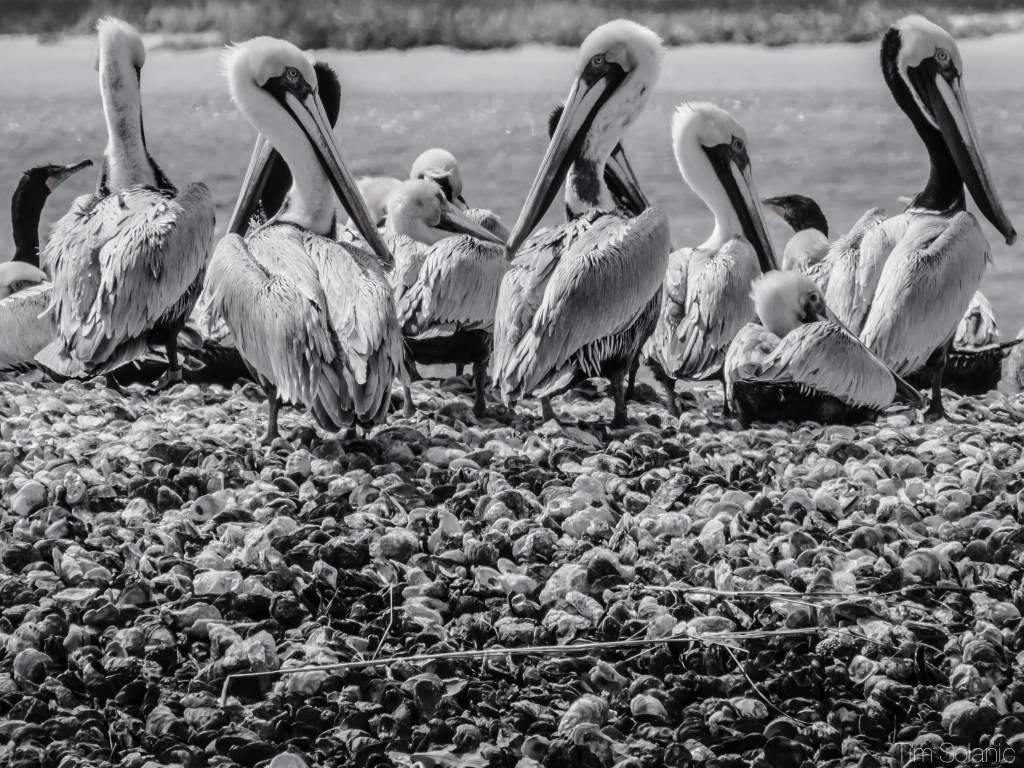 “This general permit shall authorize the placement of certain specified ...