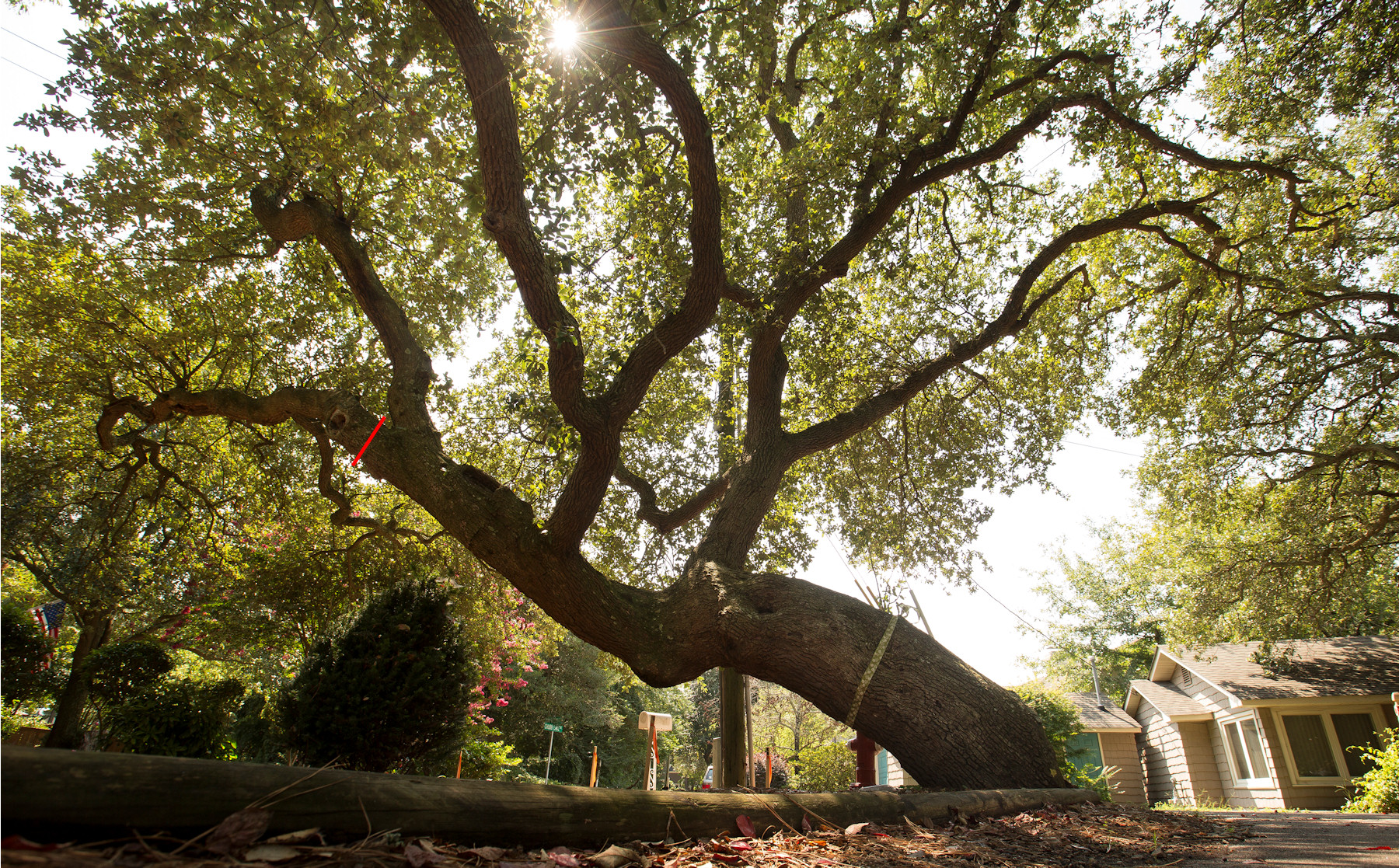 “Venerable Live Oak” in Chics Beach is saved! | #WeLoveShoreDrive